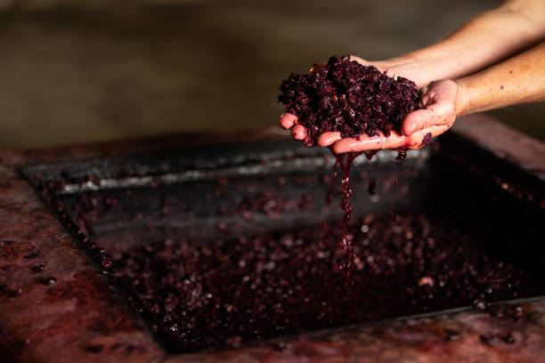 Fermentation – Turning Grape Juice into Alcohol – Chemical Engineering